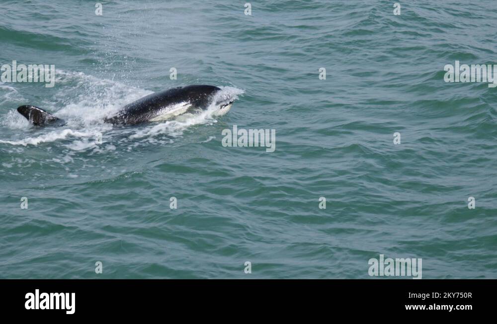 Two orca whales Stock Videos & Footage - HD and 4K Video Clips - Alamy