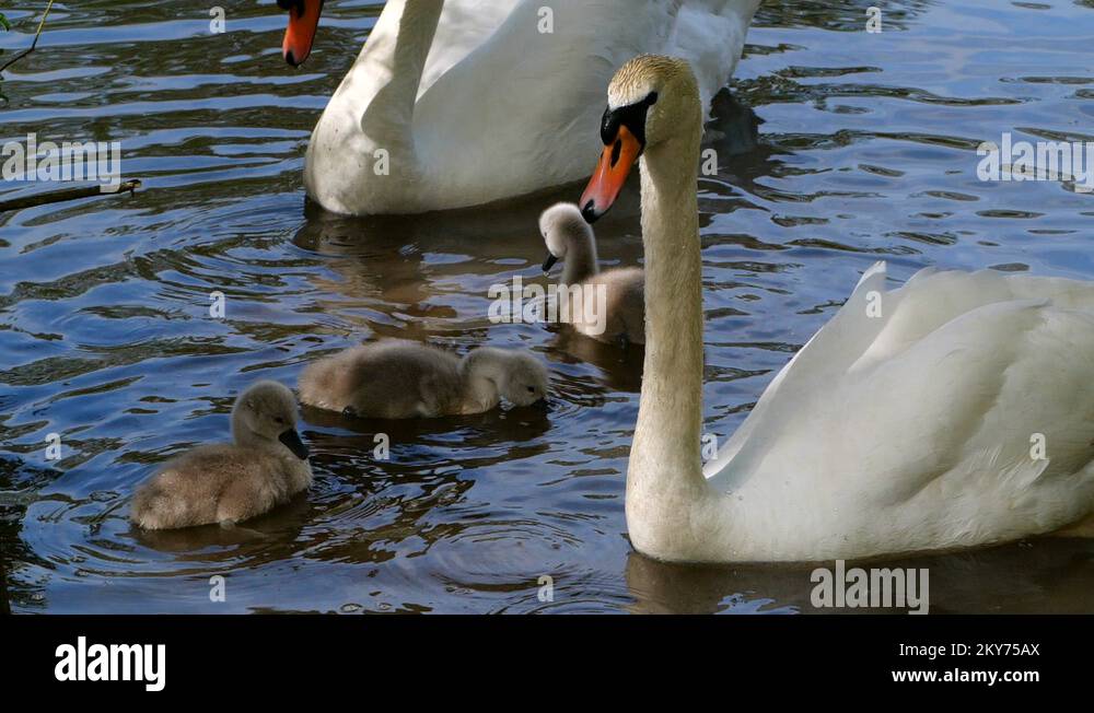 Cygnus cygnus uk Stock Videos & Footage - HD and 4K Video Clips - Alamy