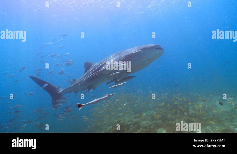 Arabian shark Stock Videos & Footage - HD and 4K Video Clips - Alamy