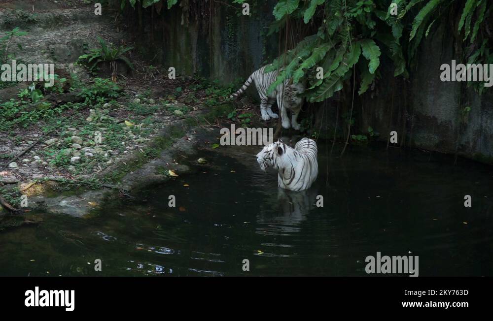 Tiger splash river water Stock Videos & Footage - HD and 4K Video Clips ...