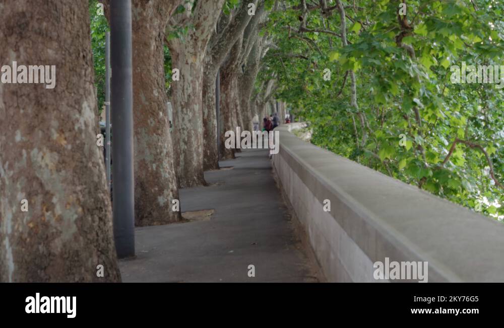 Long narrow street sidewalk under a canopy of trees in Europe Stock ...