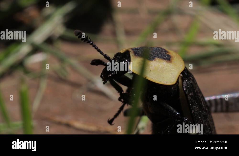 Black carrion beetle Stock Videos & Footage - HD and 4K Video Clips - Alamy