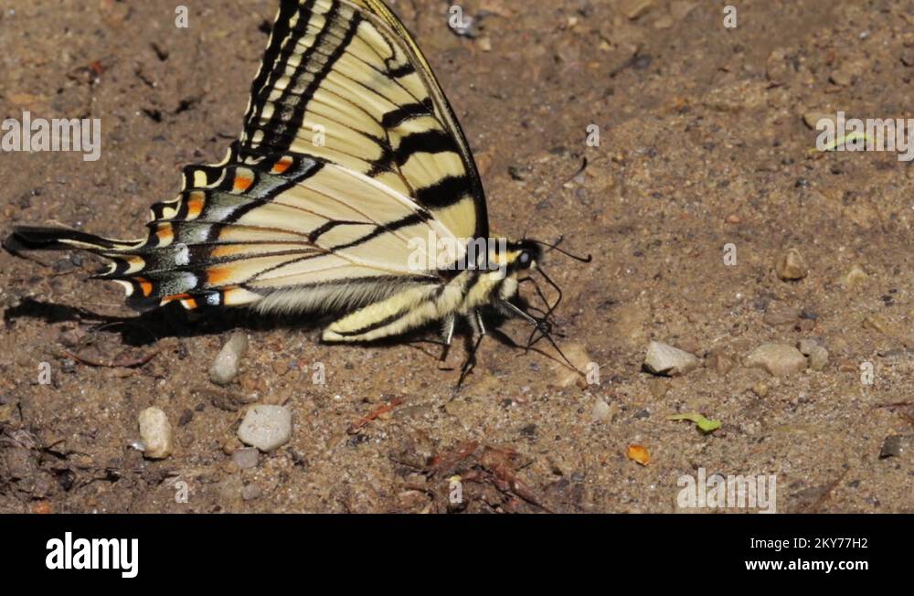 Insect up close Stock Videos & Footage - HD and 4K Video Clips - Alamy