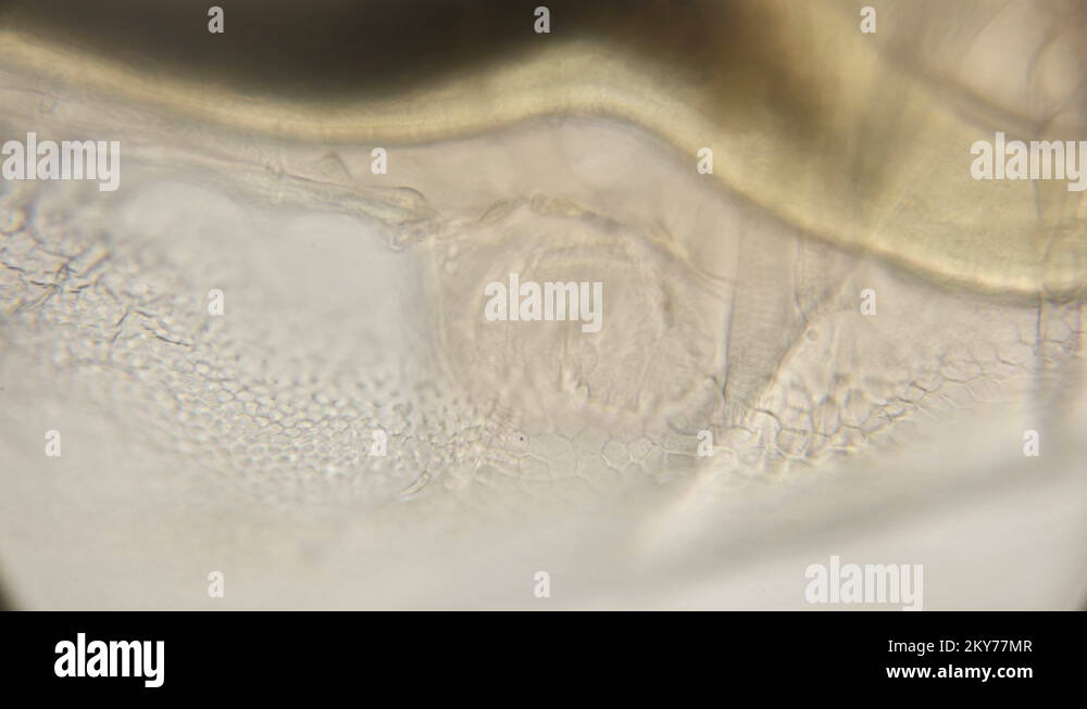 internal organs of a water flea daphnia under a microscope Stock Video ...