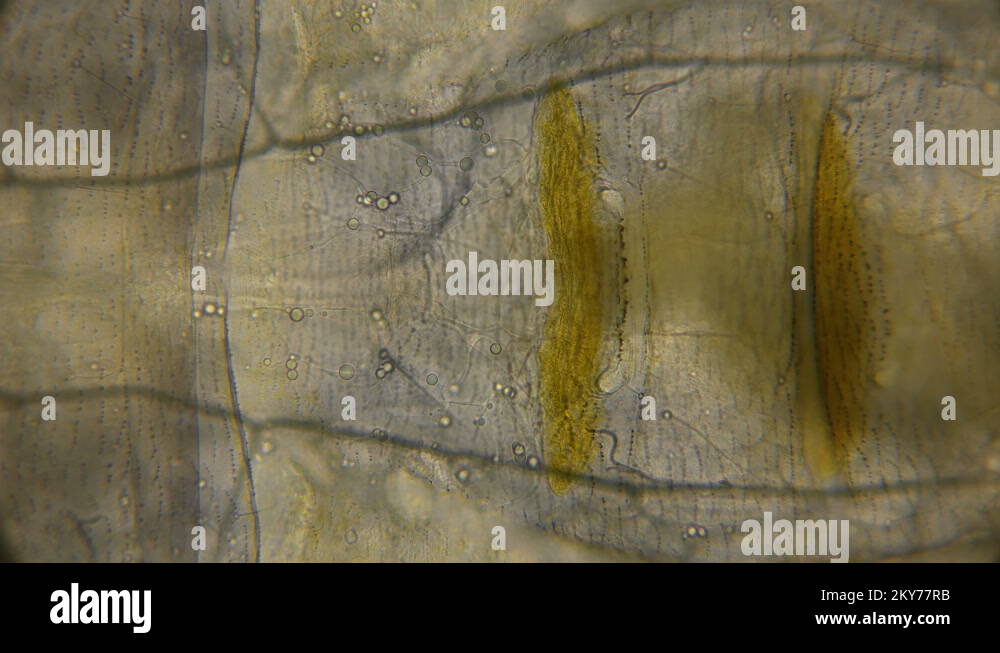 structure of internal organs of the larva Lesser water boatman under a ...