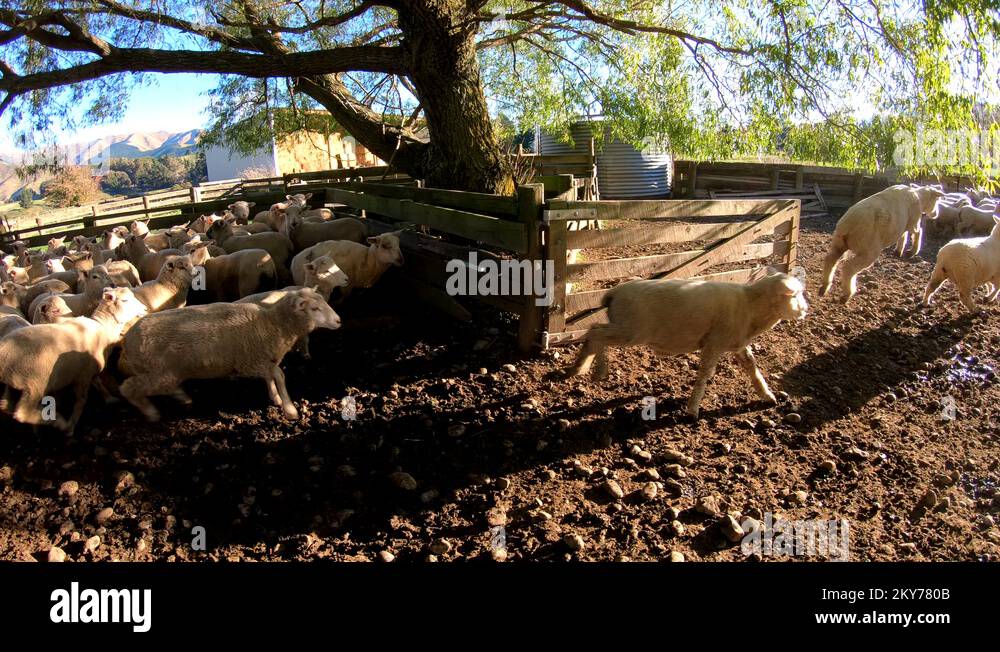 Sheep jumping fence Stock Videos & Footage - HD and 4K Video Clips - Alamy