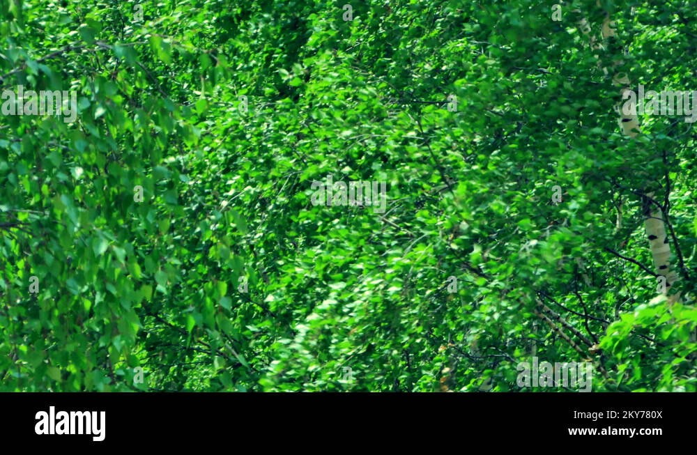 Danger scale Stock Videos & Footage - HD and 4K Video Clips - Alamy