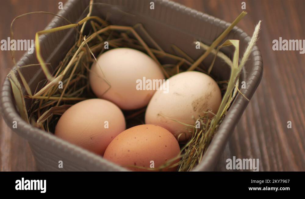 Egg laying female Stock Videos & Footage - HD and 4K Video Clips - Alamy