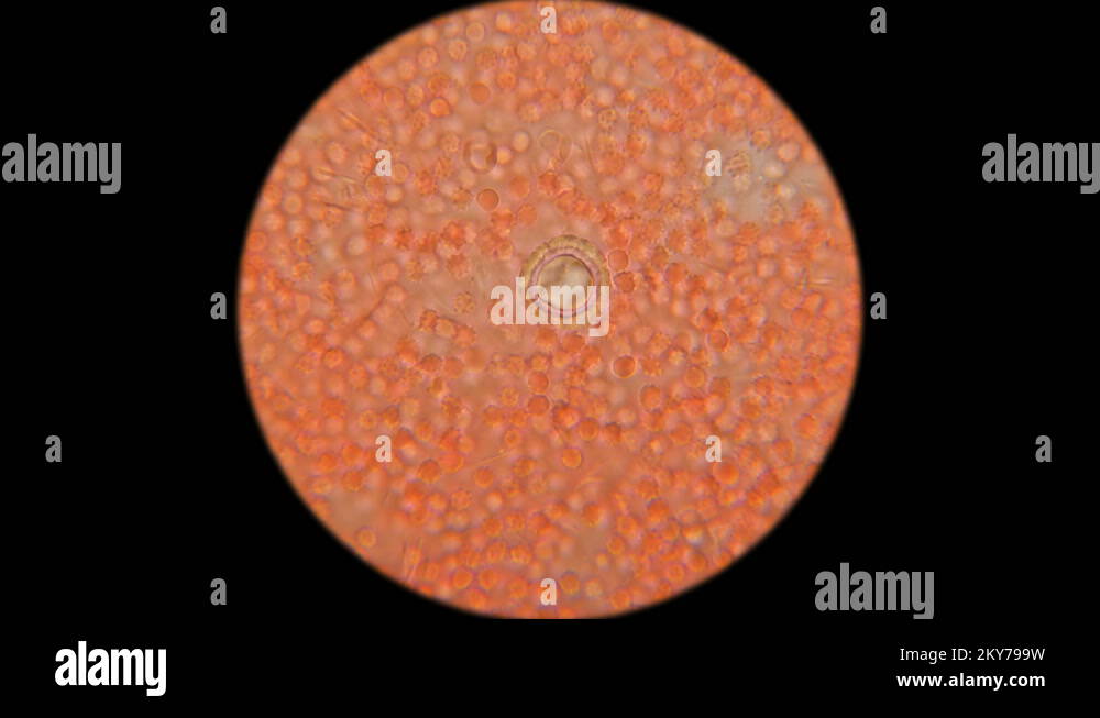 Corpse of a mouse Stock Videos & Footage - HD and 4K Video Clips - Alamy