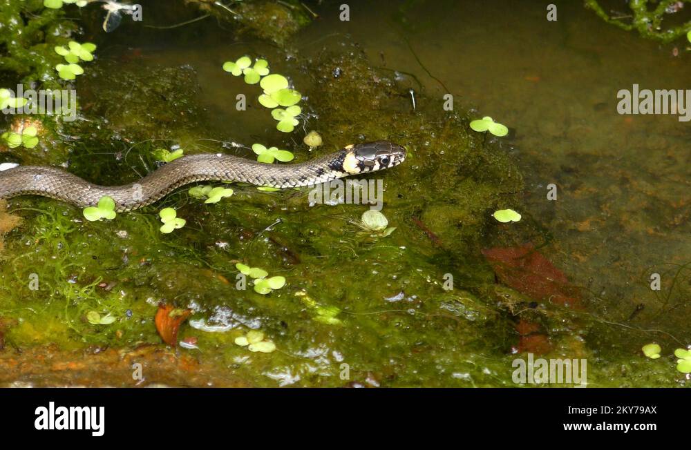 Grass snake (Natrix natrix) on the water surface, then leaves the frame ...