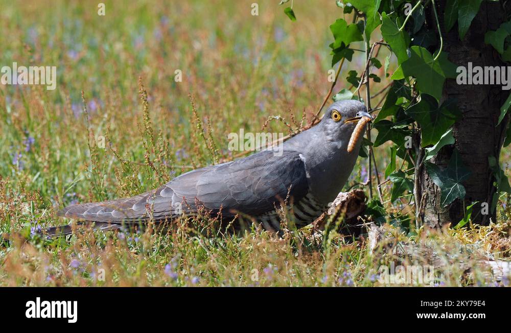 Cuckoo feeding uk Stock Videos & Footage - HD and 4K Video Clips - Alamy