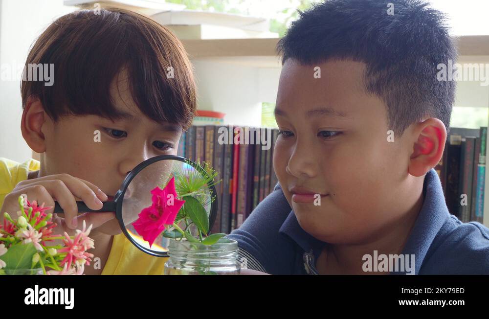 Plant flower study Stock Videos & Footage - HD and 4K Video Clips - Alamy