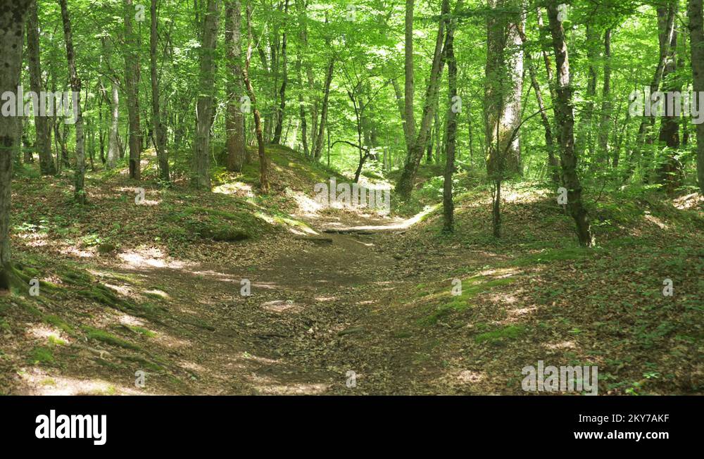 Road roots Stock Videos & Footage - HD and 4K Video Clips - Alamy