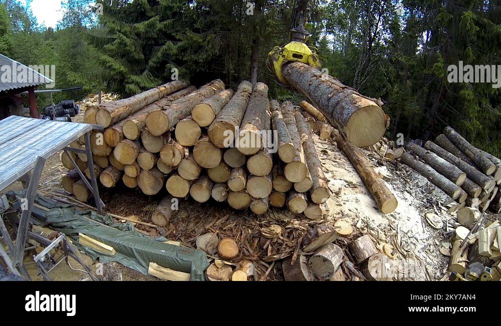 Putting up the logs on the heaps of logs on the ground Stock Video ...