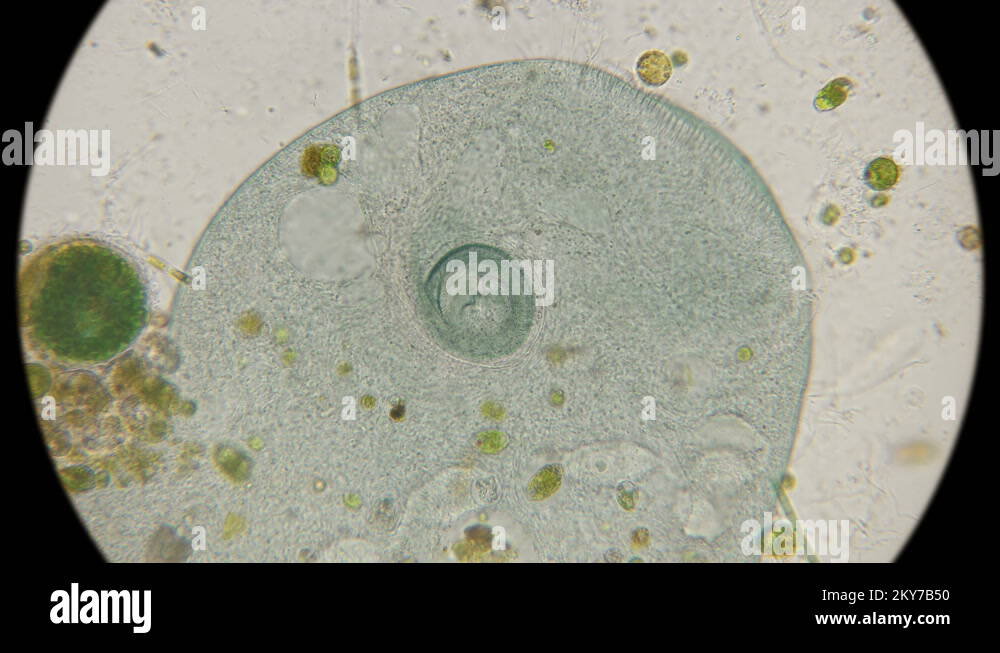 Symbiotic cells Stock Videos & Footage - HD and 4K Video Clips - Alamy