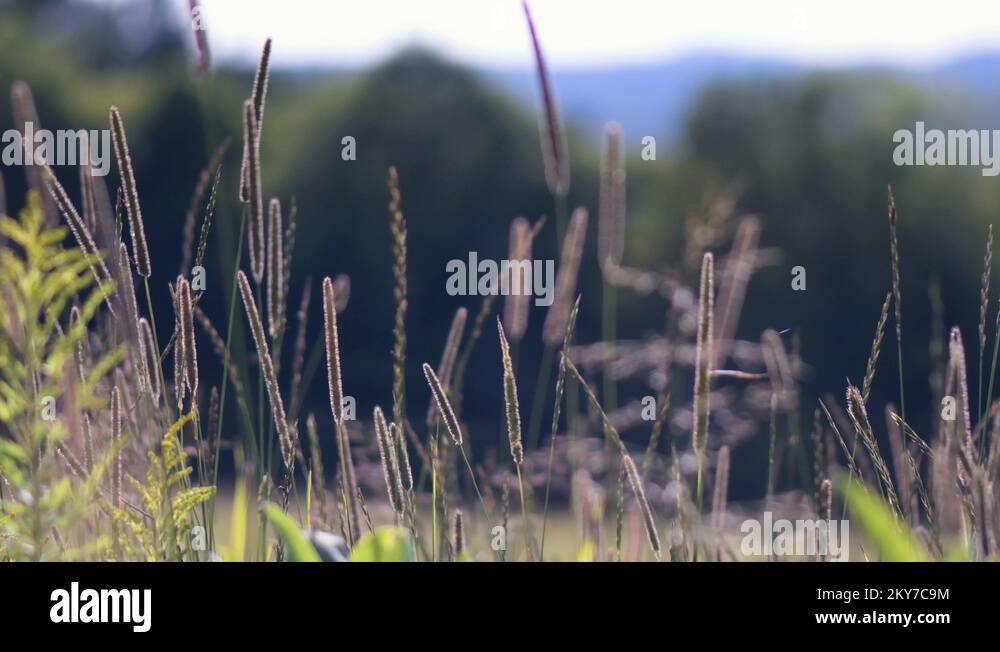 Smooth sliding motion through a field on a golden autumn evening in New ...