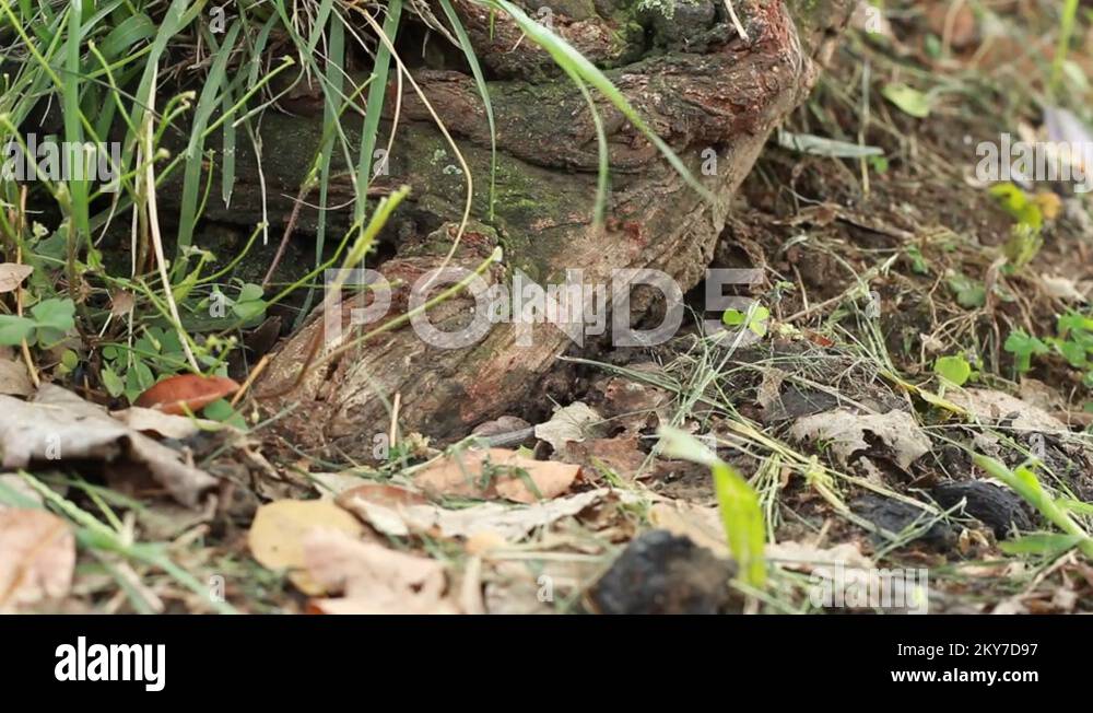Rows of ants moving quickly while climbing a tree Stock Video Footage ...