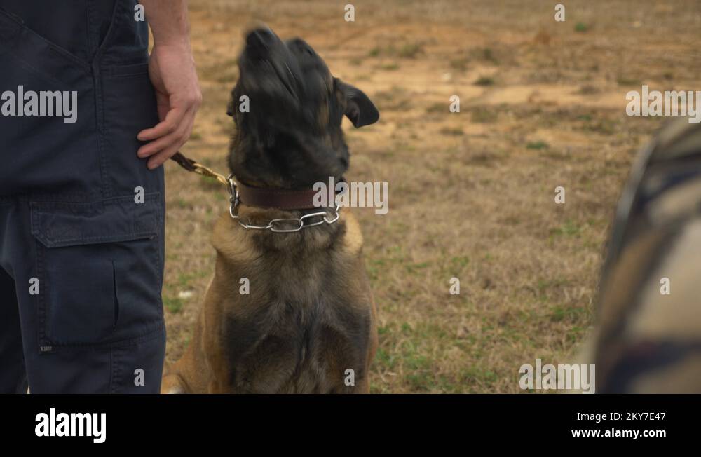 K9 police Stock Videos & Footage - HD and 4K Video Clips - Alamy