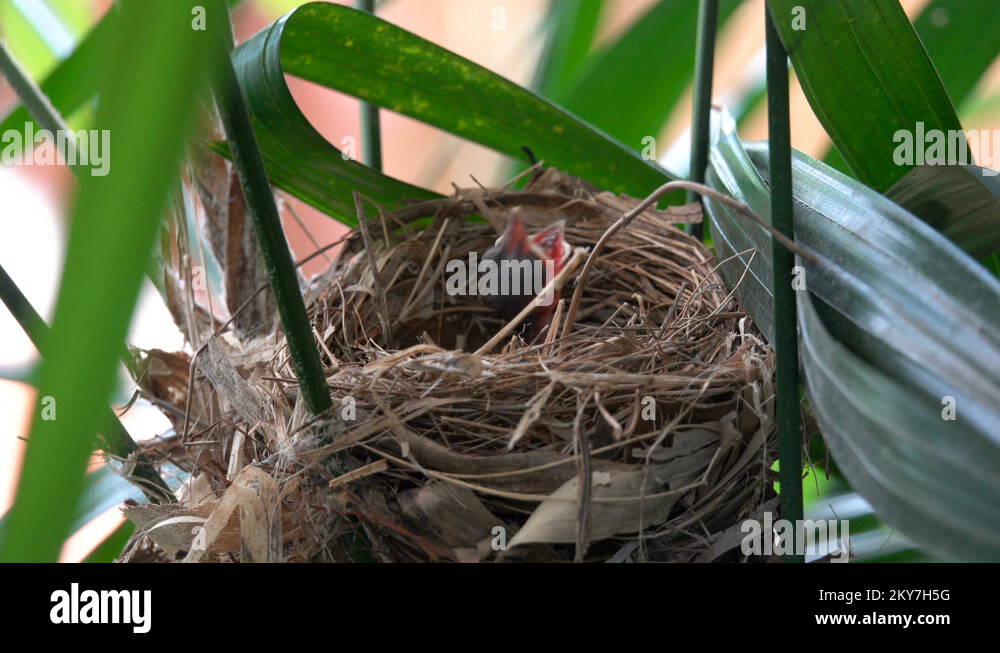 Cinemagraph of Hungry Baby Bird Sitting in Nest. Little Nestler Calling ...