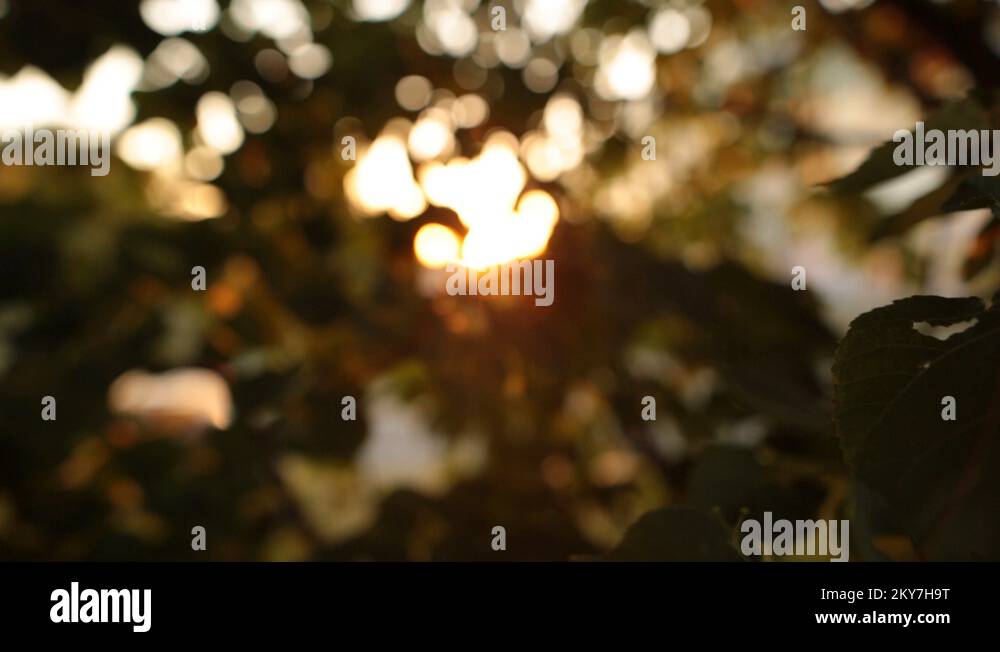 Summer sun through tree Stock Videos & Footage - HD and 4K Video Clips ...