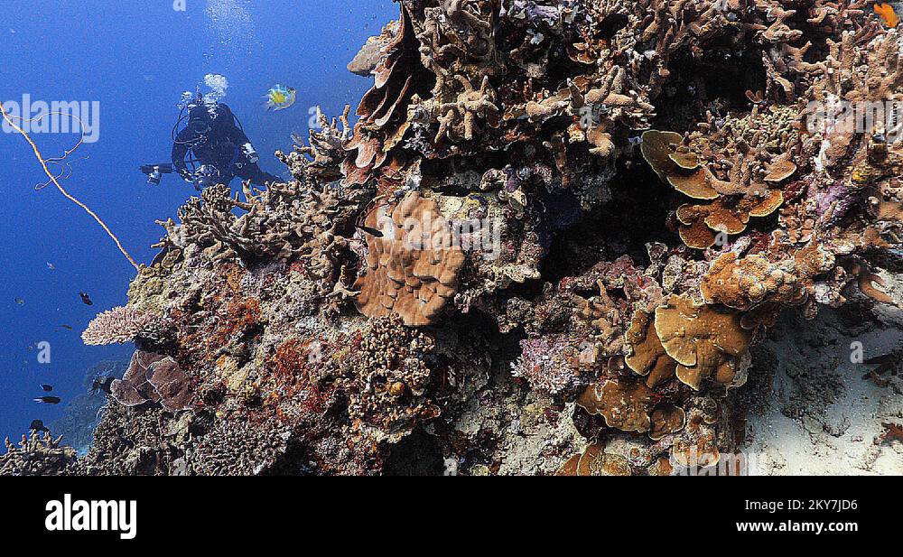 Scuba diver underwater fish Stock Videos & Footage - HD and 4K Video ...