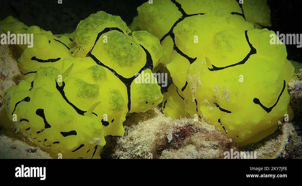 Banana Nudibranch Sea Slug (Notodoris minor) mating Underwater Stock ...