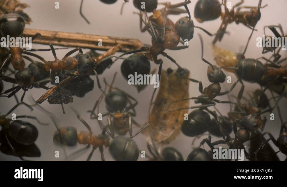 Anatomy of the ants Stock Videos & Footage - HD and 4K Video Clips - Alamy