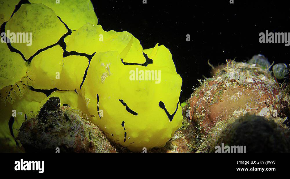 Banana Nudibranch Sea Slug (Notodoris minor) Underwater Stock Video ...