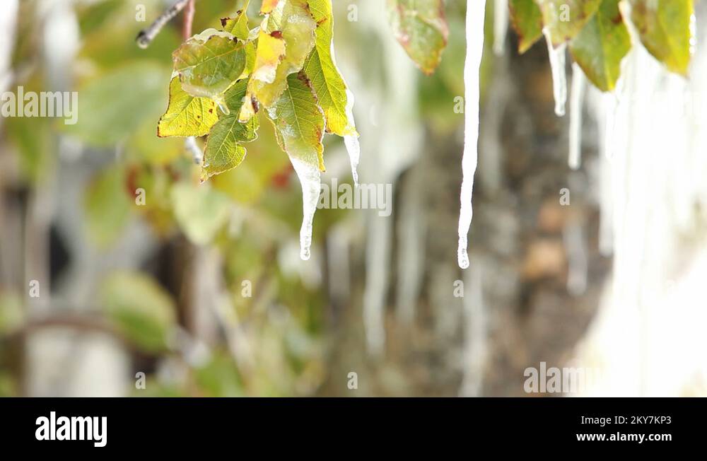 Melting tree Stock Videos & Footage - HD and 4K Video Clips - Alamy