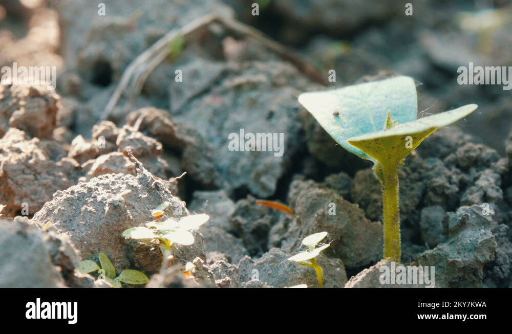 Plant germ Stock Videos & Footage - HD and 4K Video Clips - Alamy