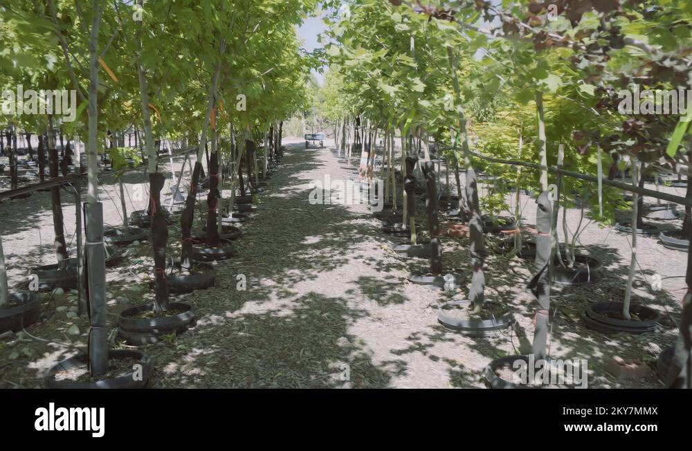 Row trees in local Stock Videos & Footage - HD and 4K Video Clips - Alamy