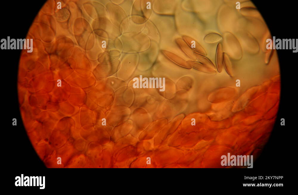 Animal blood microscope Stock Videos & Footage - HD and 4K Video Clips ...