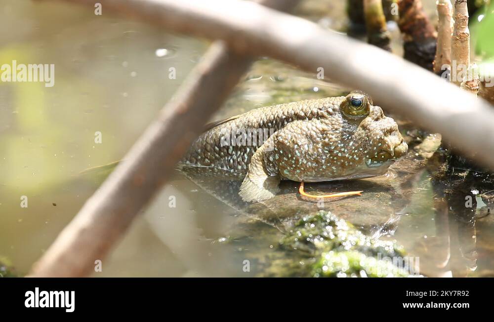 Tropical skipper Stock Videos & Footage - HD and 4K Video Clips - Alamy