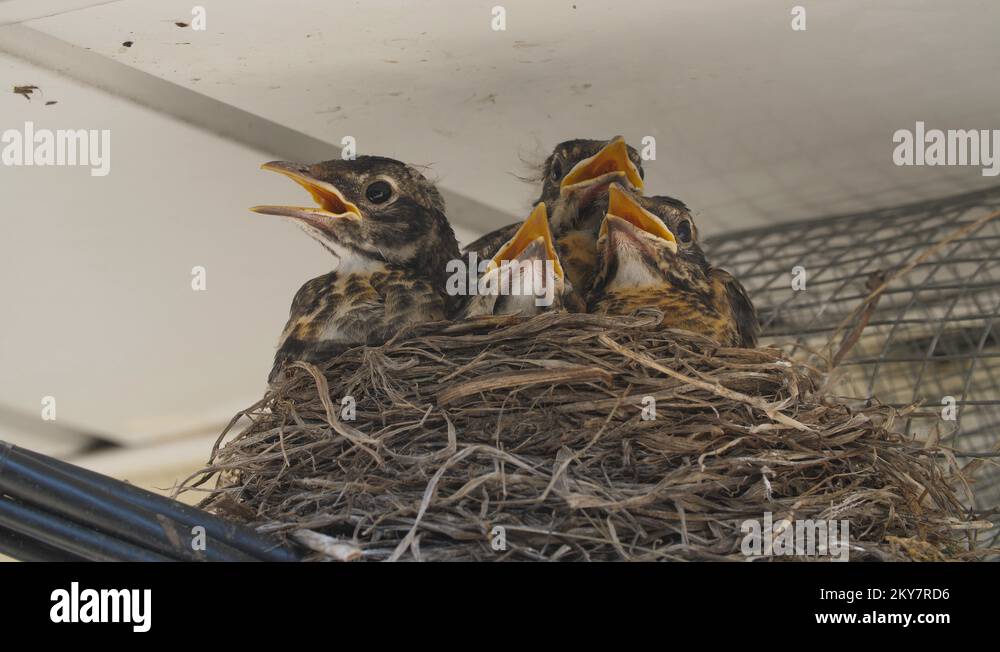 Adult robin comes to feed fledglings waiting for food. Toronto, Canada ...
