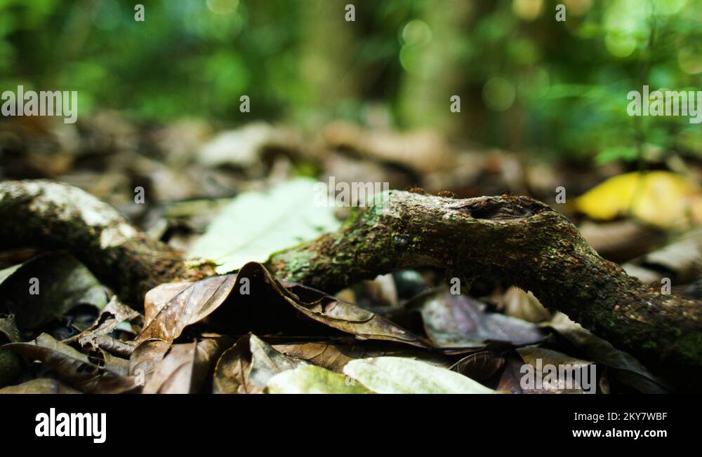Leaf Cutter Fire Ants Colony Jungle Rainforest Costa Rica 4K Stock ...