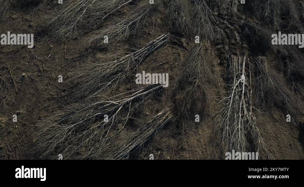 Cut down trees - deforestation - aerial birds eye view Stock Video ...