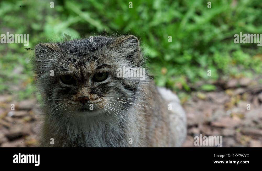 Manul otocolobus manul Stock Videos & Footage - HD and 4K Video Clips ...