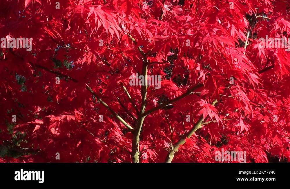 Acer tree Stock Videos & Footage - HD and 4K Video Clips - Alamy