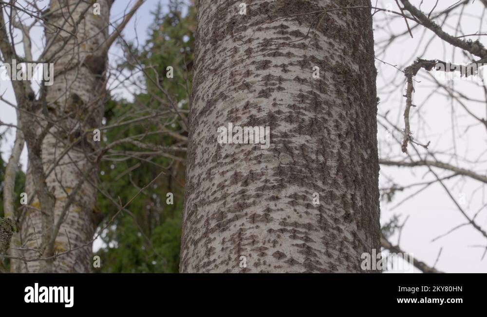 Populus tremula Stock Videos & Footage - HD and 4K Video Clips - Alamy