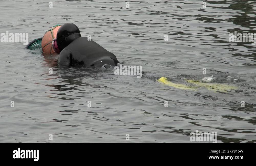 Traditional Women-Divers at Jeju Island, also Called as Haenyeo ...