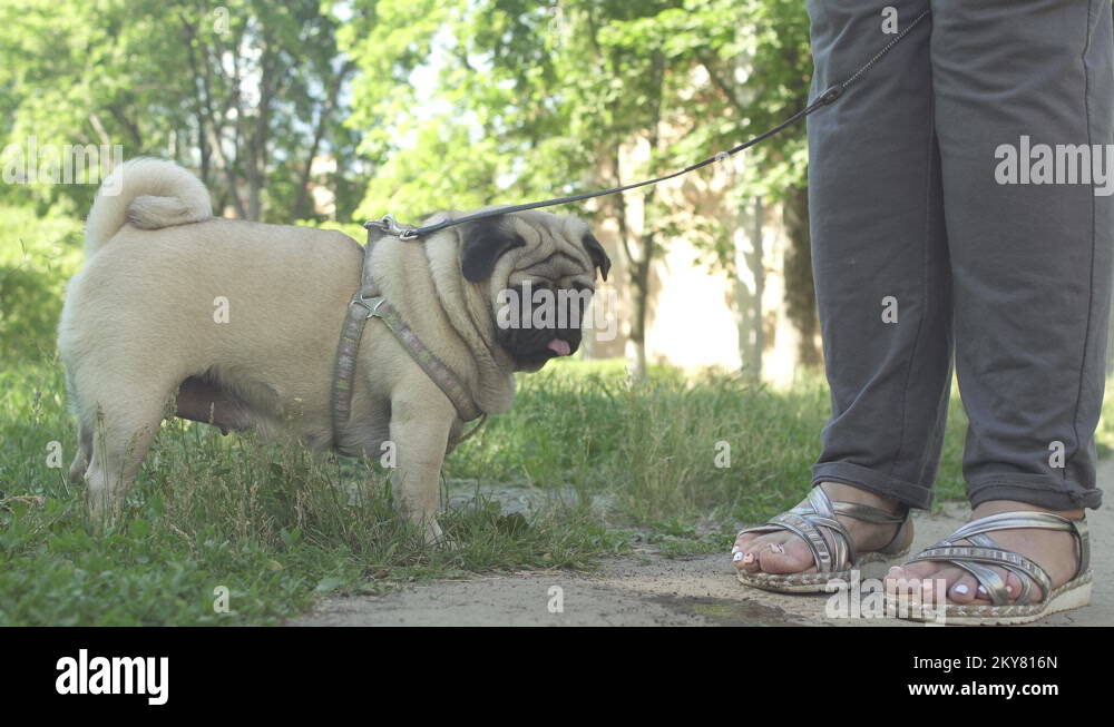Cute, pretty pug dog drinking water from the drinker. Hot weather Stock ...