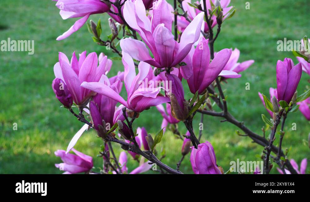 Violet magnolia leaves blowing in wind Stock Video Footage - Alamy