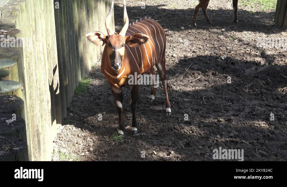 Mountain bongo antelope Tragelaphus eurycerus. Extremely rare animal ...