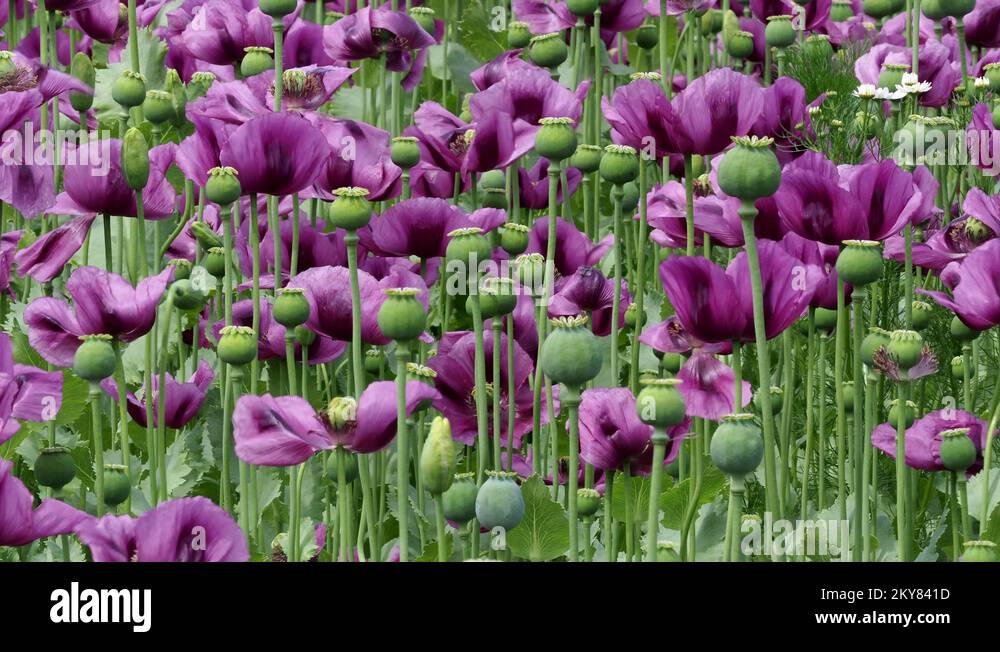 Opium poppy papaver somniferum in the garden Stock Videos & Footage ...