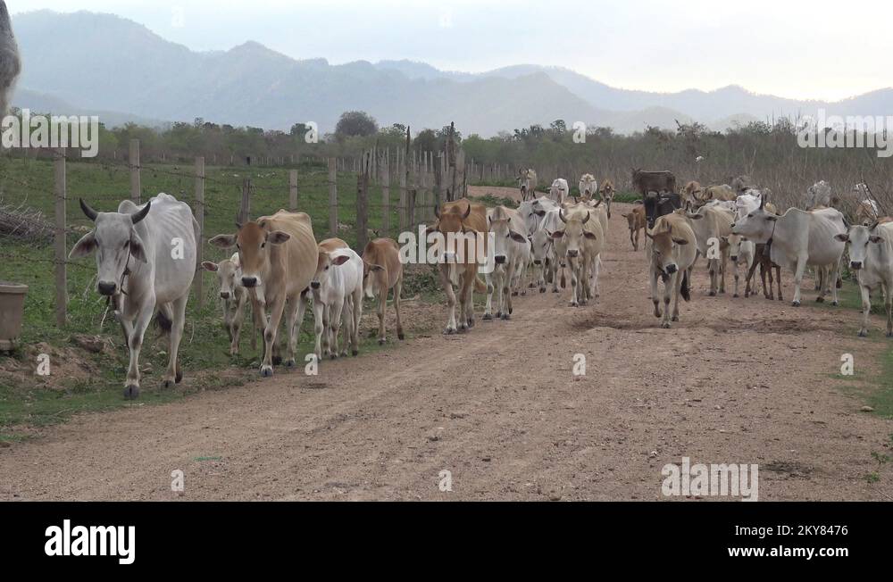 Cow parade cow Stock Videos & Footage - HD and 4K Video Clips - Alamy