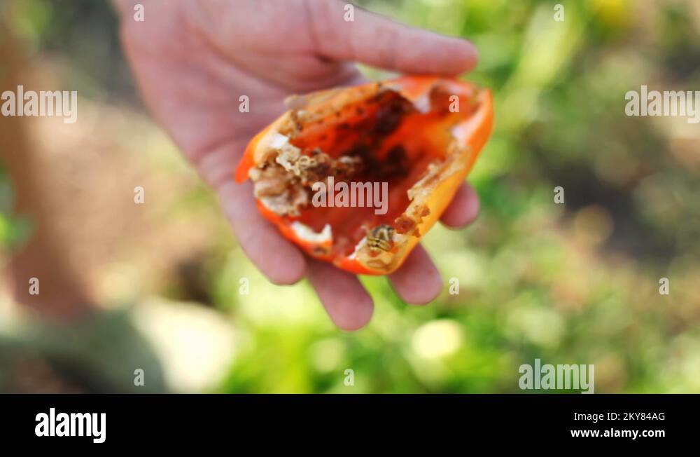 Larval insects Stock Videos & Footage - HD and 4K Video Clips - Alamy