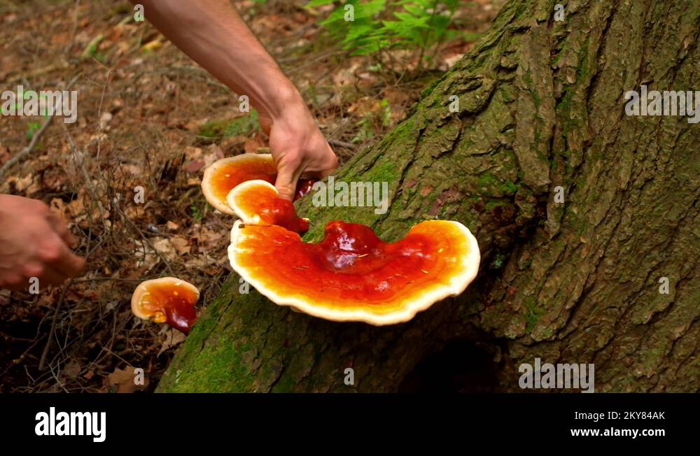 Foraging mushroom Stock Videos & Footage - HD and 4K Video Clips - Alamy