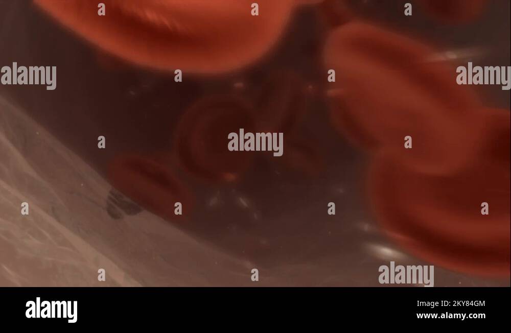 White red blood cells antibodies Stock Videos & Footage - HD and 4K ...