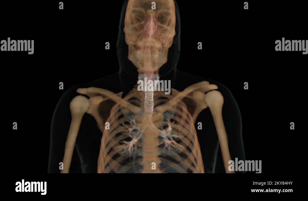 Human skeleton anterior view Stock Videos & Footage - HD and 4K Video ...