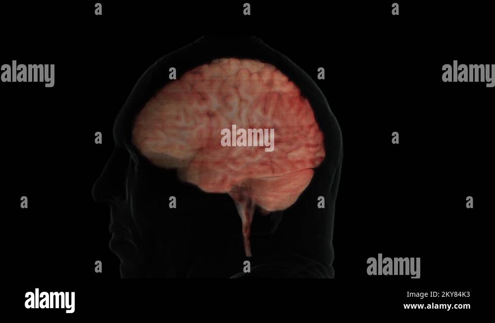 Brainstem and Limbic System, Neurotransmitter Pathways Stock Video ...
